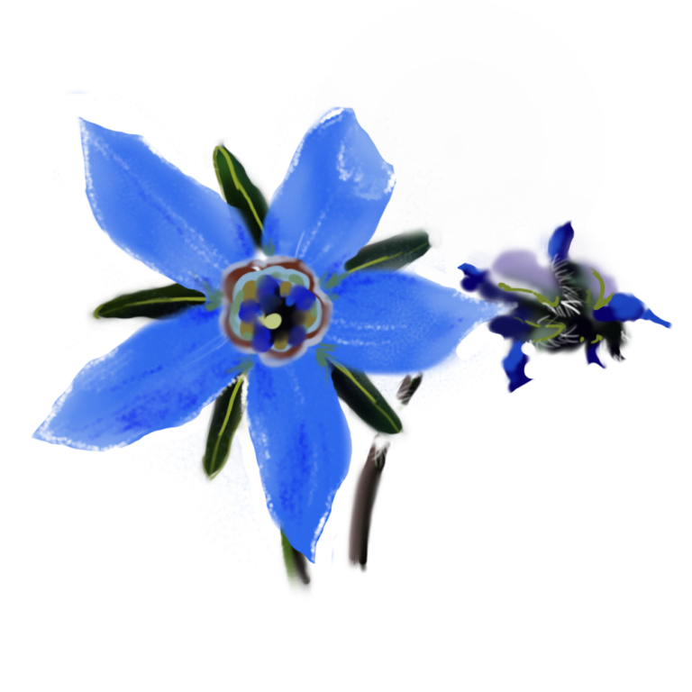 Borago Officinalis (Seed Oil) - NIANCE