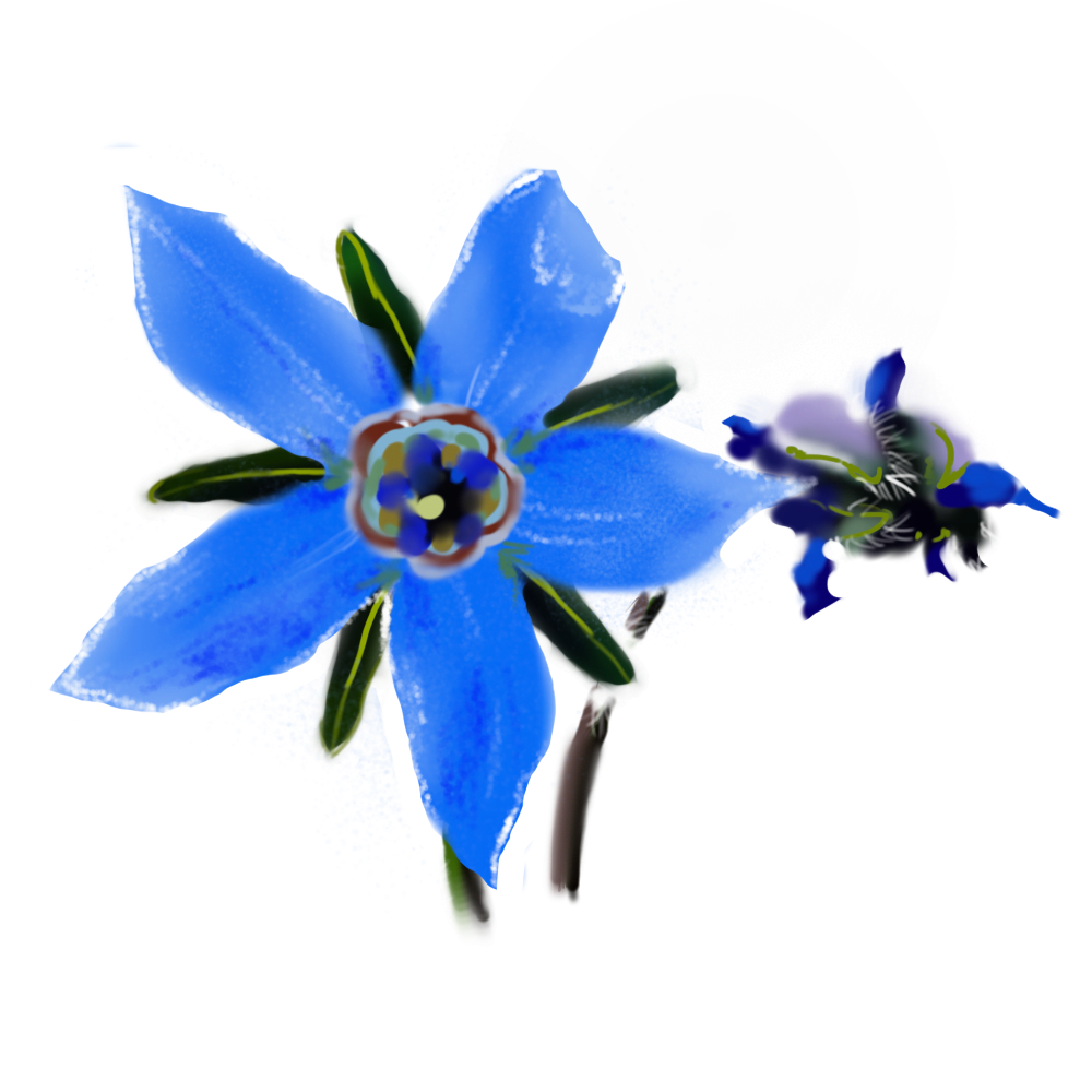 Borago Officinalis (Seed Oil) - NIANCE