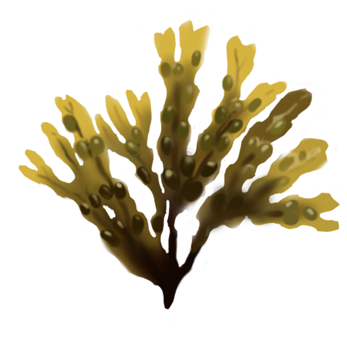 Brown Algae Fibre - NIANCE