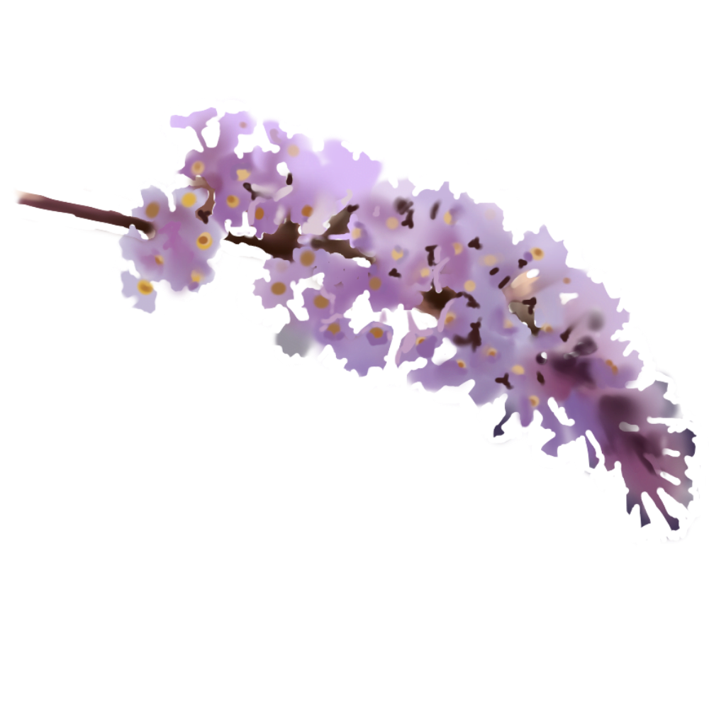 Buddleja Davidii Extract - NIANCE