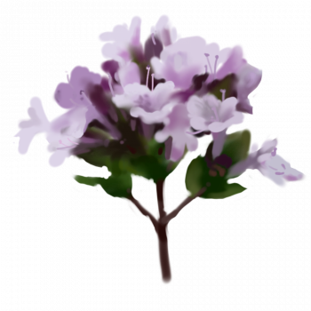 Hyssop Plant Extract (Hyssopus Officinalis) - NIANCE