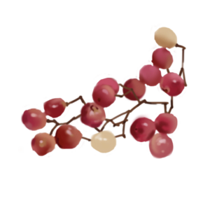Rose Pepper - NIANCE