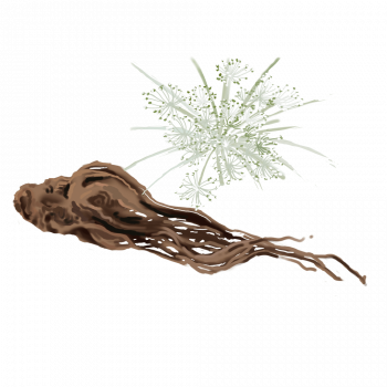Angelica Root - NIANCE