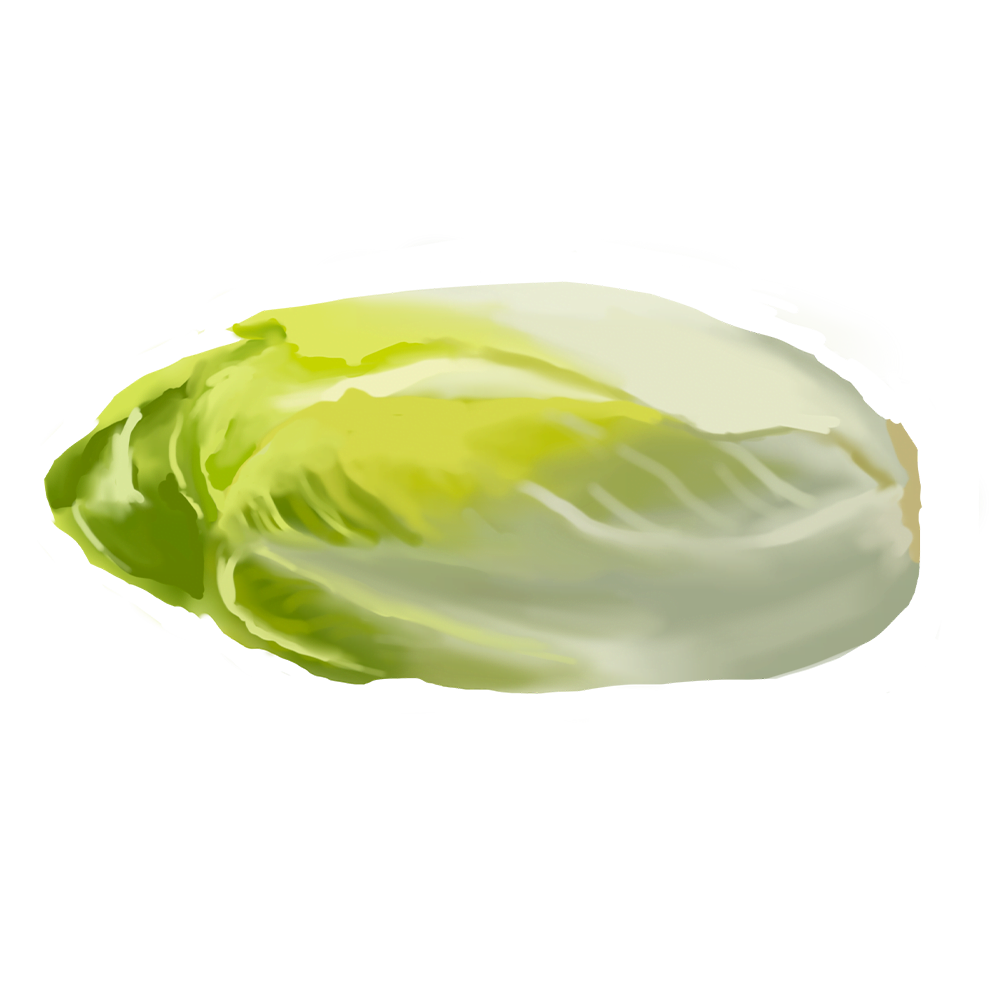 Chicory - NIANCE