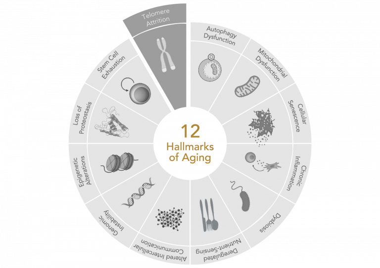 The Science of Telomere Attrition: A Key Hallmark of Aging - NIANCE